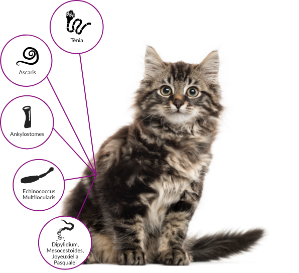 Drontal Chat ® Vermifuge Drontal Chat Comprimés